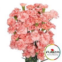 Flores Funza - Flores Funza