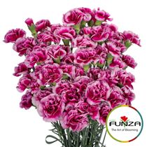 Flores Funza - Flores Funza