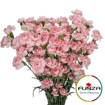 Flores Funza - Flores Funza