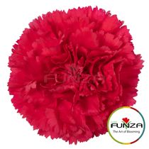 Flores Funza - Flores Funza