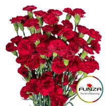 Flores Funza - Flores Funza