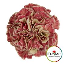Flores Funza - Flores Funza