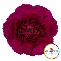 Flores Funza - Flores Funza