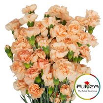 Flores Funza - Flores Funza