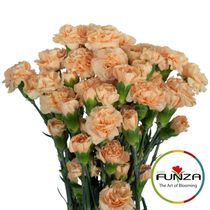 Flores Funza - Flores Funza