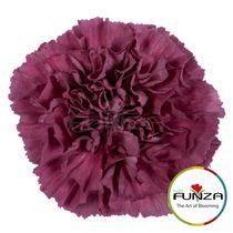 Flores Funza - Flores Funza