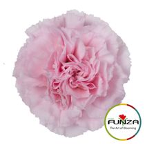 Flores Funza - Flores Funza