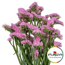 Flores Funza - Flores Funza
