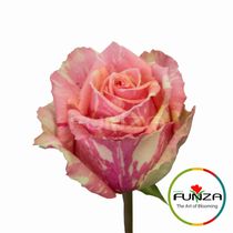 Flores Funza - Flores Funza