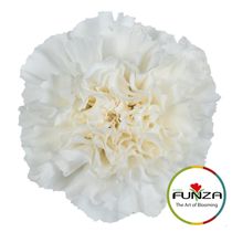Flores Funza - Flores Funza