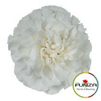 Flores Funza - Flores Funza