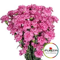 Flores Funza - Flores Funza