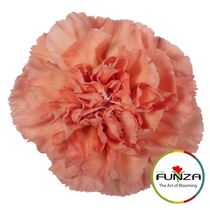 Flores Funza - Flores Funza