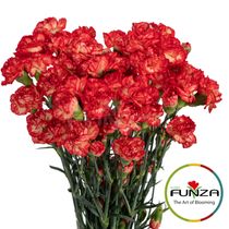 Flores Funza - Flores Funza