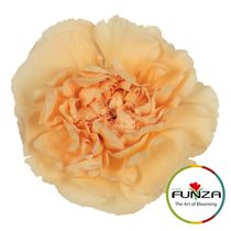Flores Funza - Flores Funza