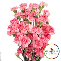 Flores Funza - Flores Funza