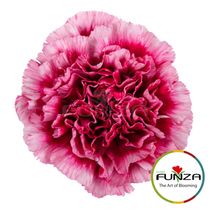 Flores Funza - Flores Funza