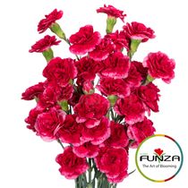 Flores Funza - Flores Funza