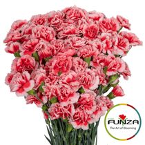Flores Funza - Flores Funza