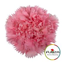 Flores Funza - Flores Funza
