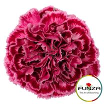 Flores Funza - Flores Funza