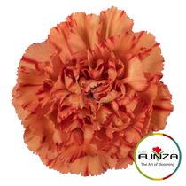 Flores Funza - Flores Funza