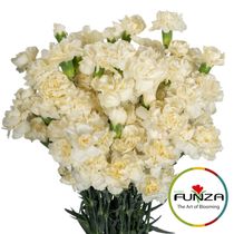 Flores Funza - Flores Funza