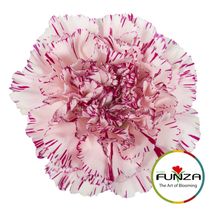 Flores Funza - Flores Funza
