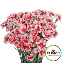 Flores Funza - Flores Funza