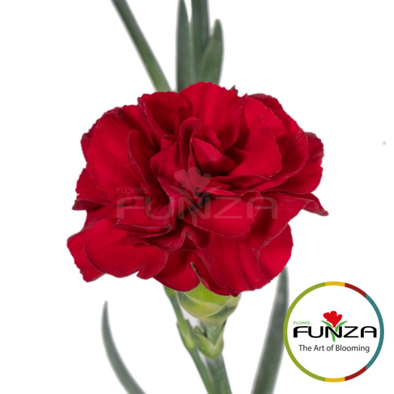 Flores Funza - Flores Funza