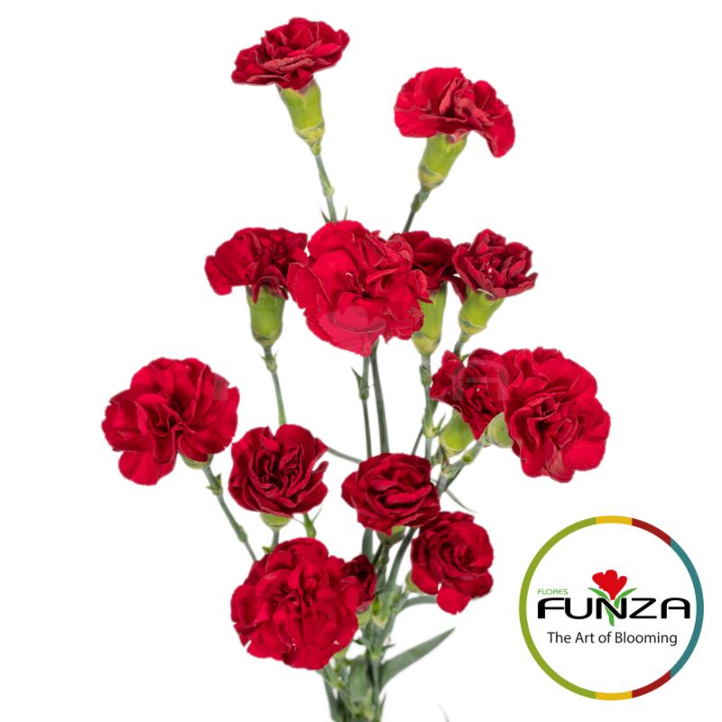 Flores Funza - Flores Funza