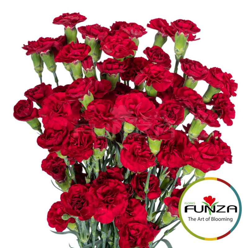 Flores Funza - Flores Funza