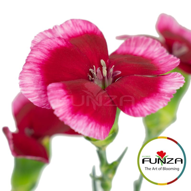 Flores Funza - Flores Funza