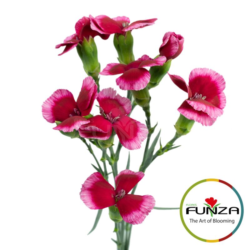 Flores Funza - Flores Funza