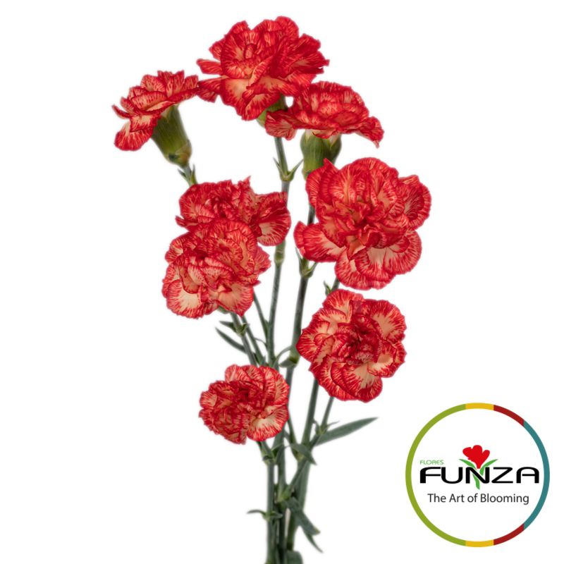 Flores Funza - Flores Funza